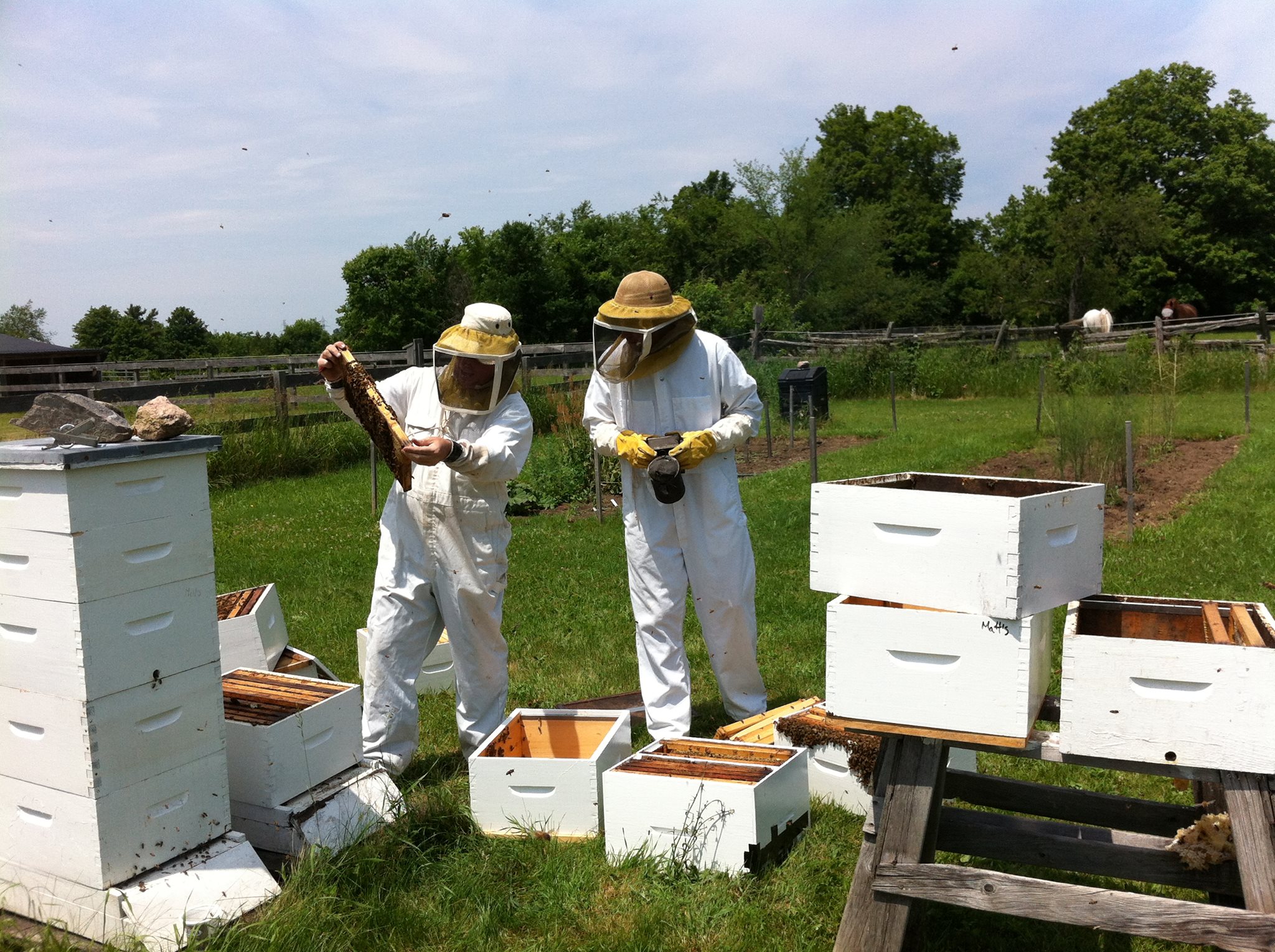 About Us - Gallatin Valley/Bozeman Bee Swarm Removal