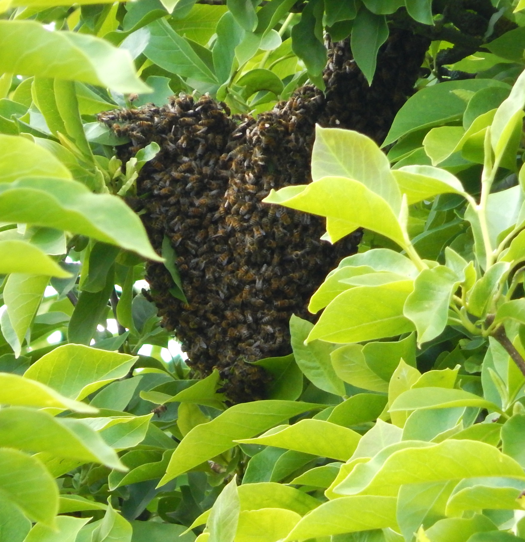 Identifying a Bee Swarm - Gallatin Valley/Bozeman Bee Swarm Removal